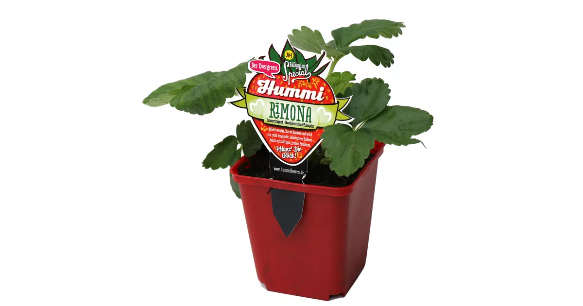 Hummi ® Rimona, 6er Set