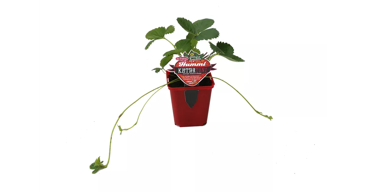 Hummi ® KletterToni, 6er Set